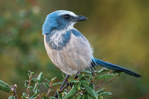 Audubon Florida A Century of Conservation & Community - Arbus Magazine